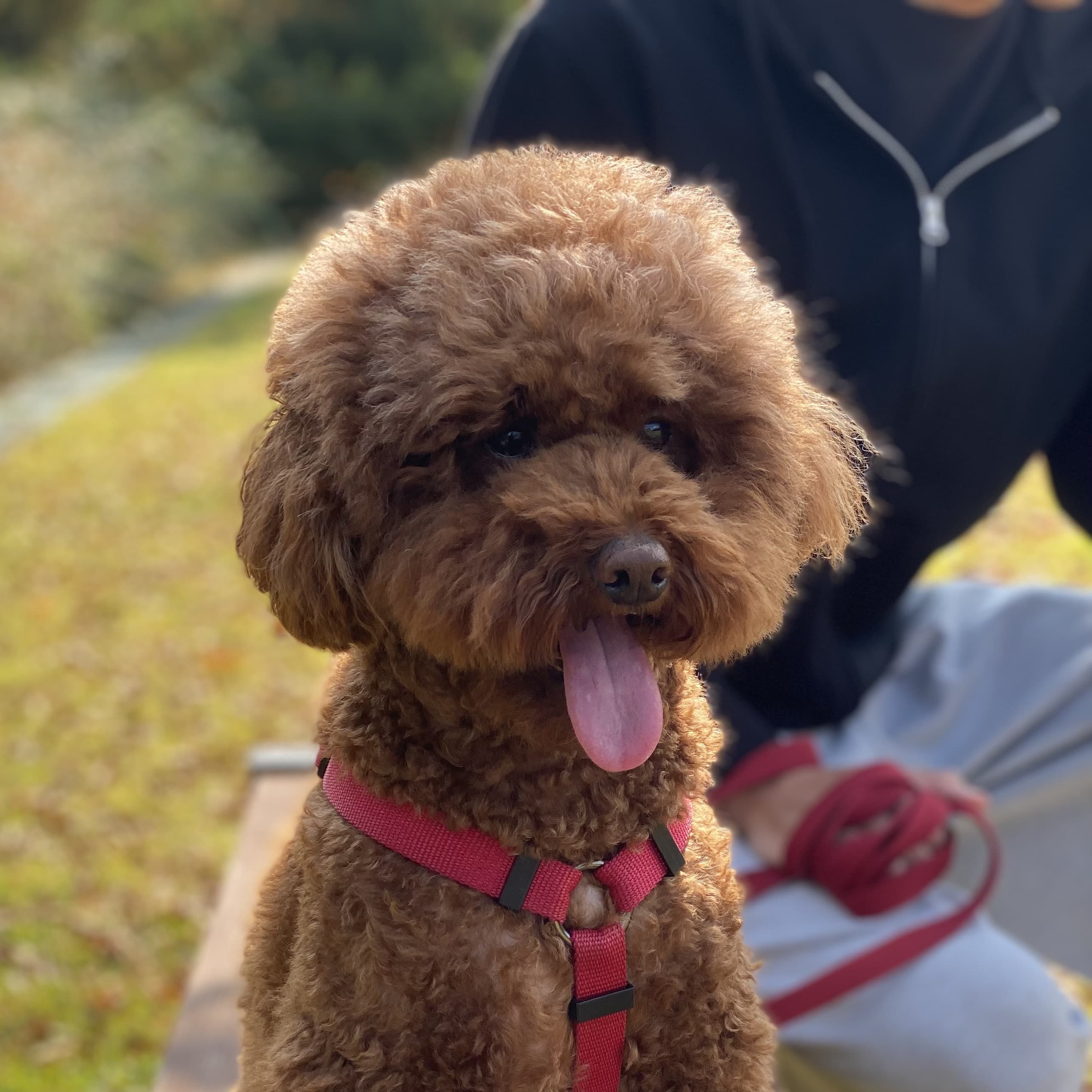 기초부터 응용까지, 한 방에 끝내는 파이썬 (Inflearn Original) 로드맵 - 인프런